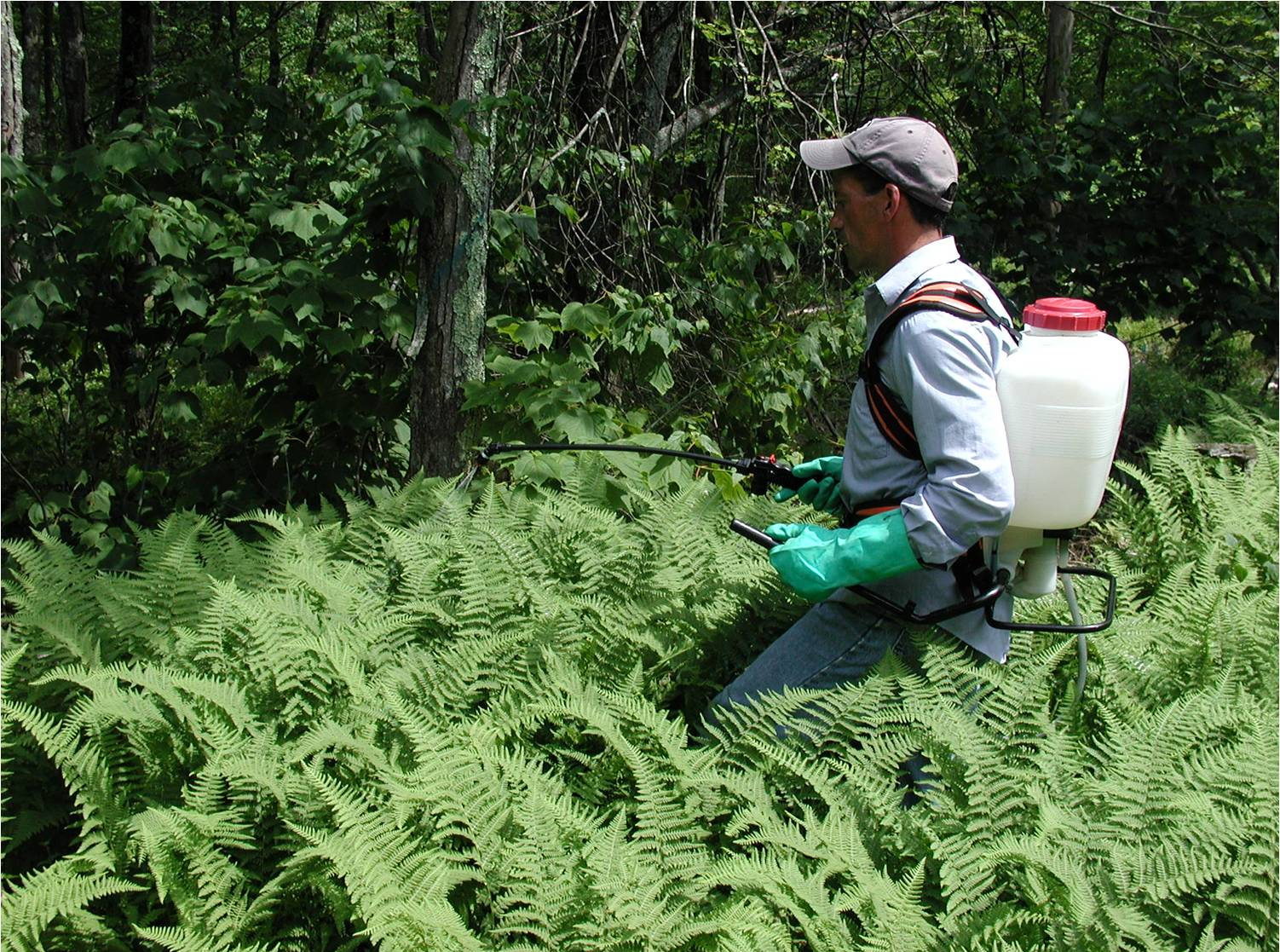 Pemulihan Ekosistem yang Dipengaruhi Tanaman Invasif - Generasi Biologi