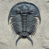 Biologia acuática.: Los trilobites