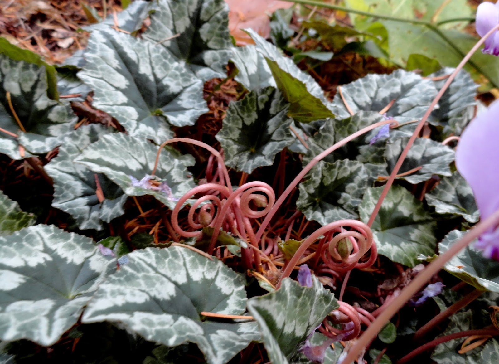 danger garden: A walk at the Leach Botanical Garden