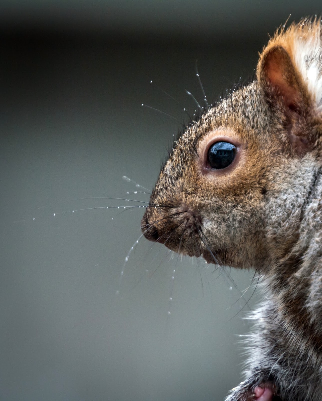 The Whodunit Photographer: Squirrel in the rain