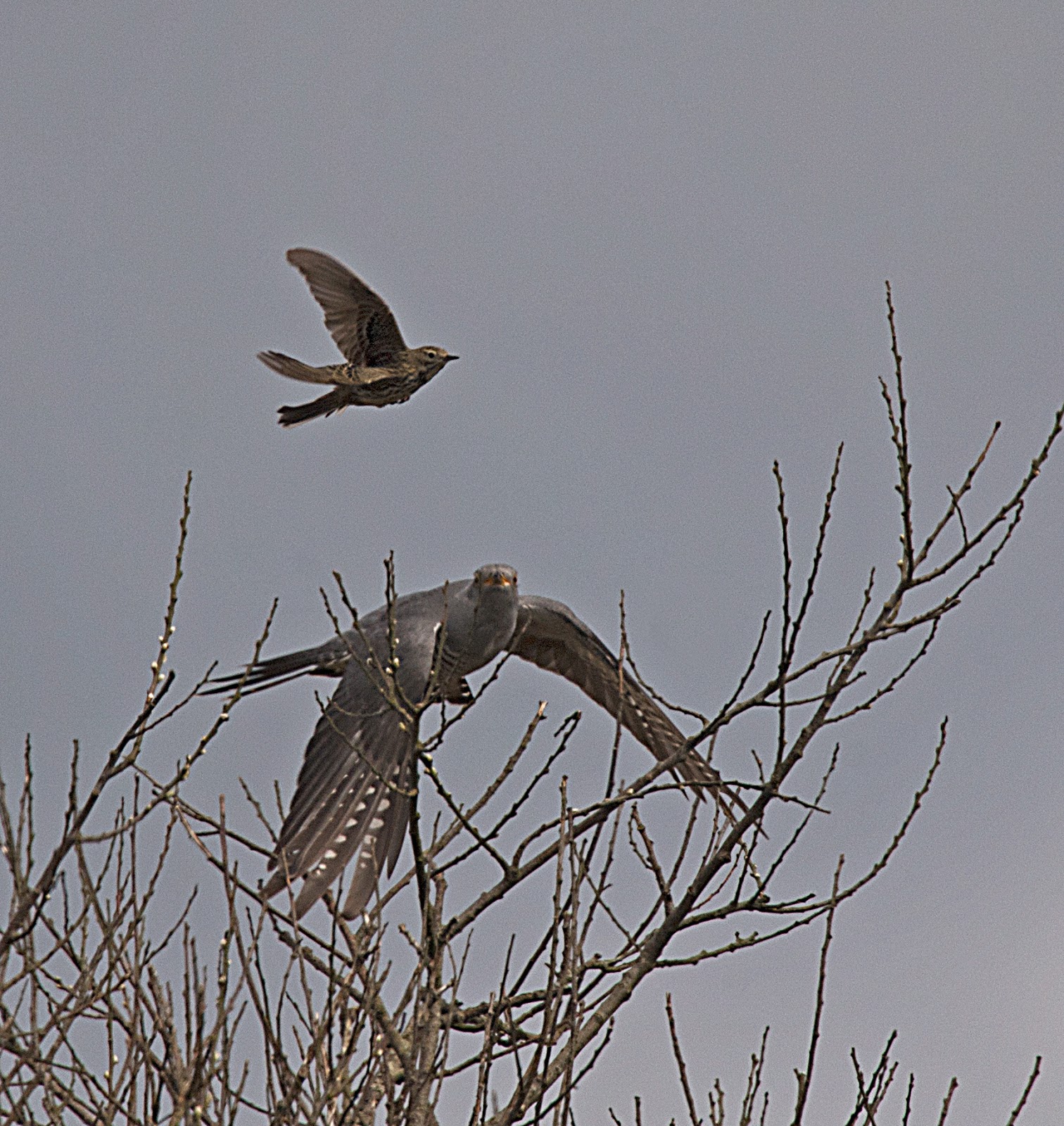 Alan James Photography : Cuckoo Behaviour