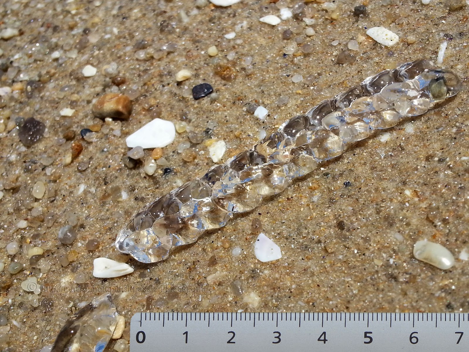 Macrophoto plaisir passion: Salpes, Salpidae