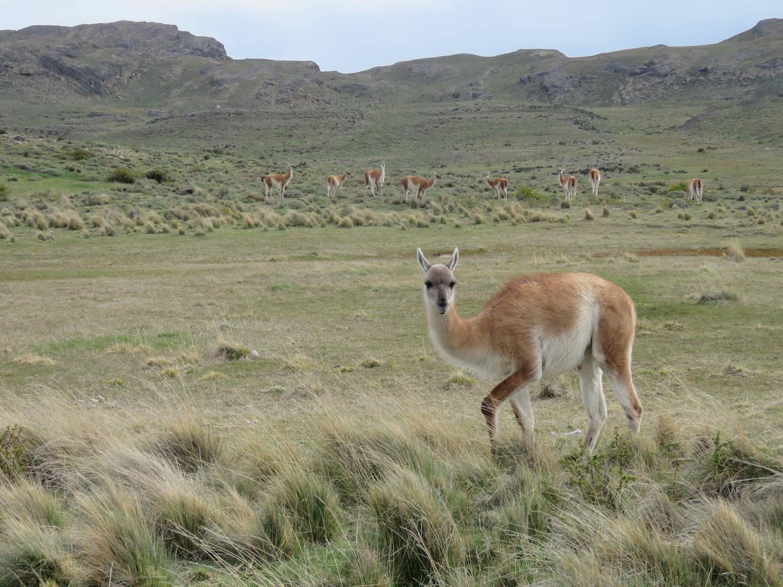 Mae's Food Blog: The Guanaco