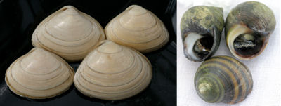 The Smelly Alley Fish Company: Cockles, clams, whelks and winkles