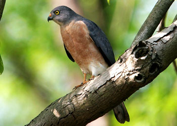 Jenis-Jenis Elang di Indonesia Bagian 2 - EDUBIO