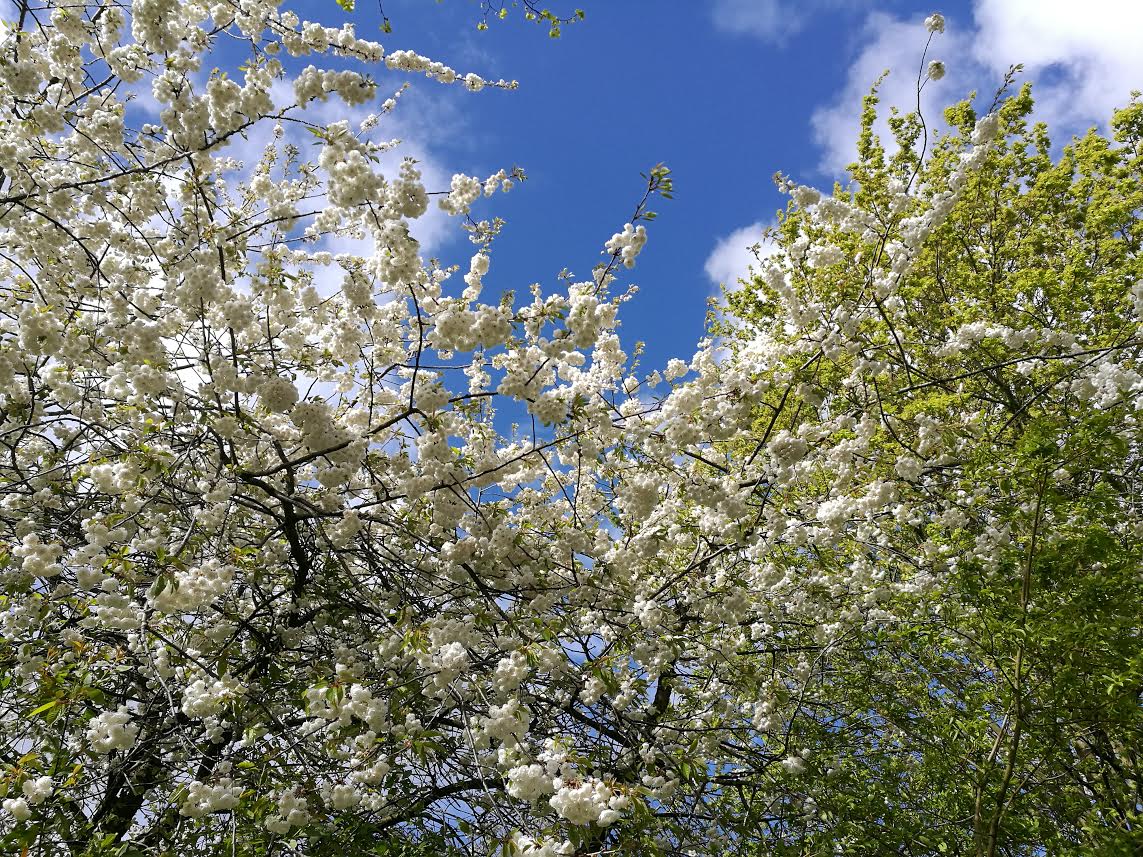 The Big Wobble : Photo of the day: More April tree bloom