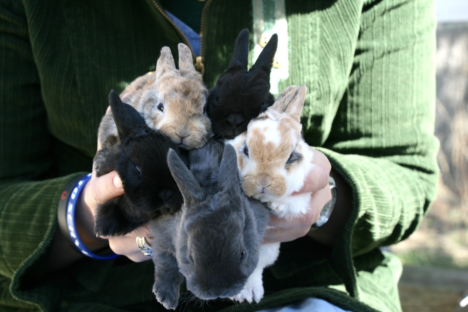Clever Bunnies: Five Fat Fluffy Fur balls :)