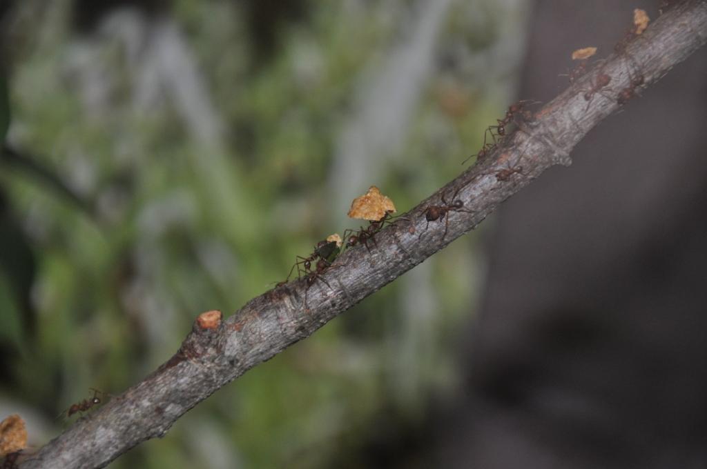 Savor The Days: Audubon Insectarium in New Orleans