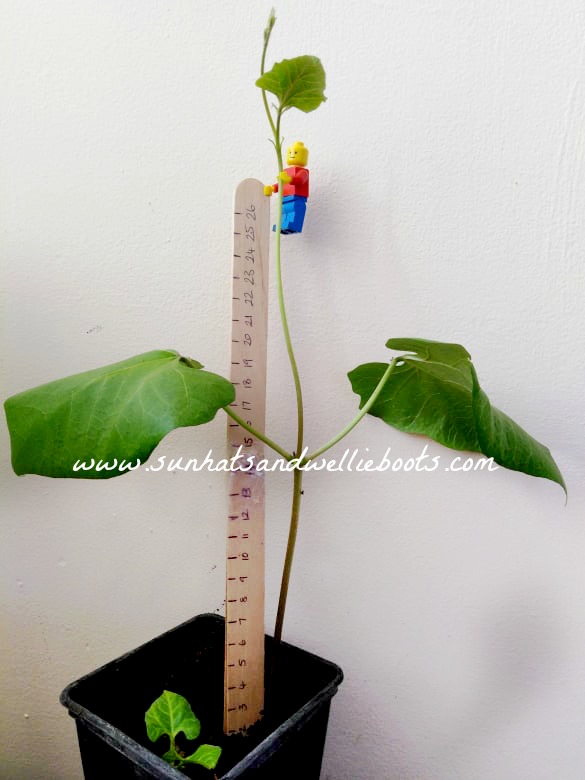 Sun Hats & Wellie Boots: Grow Your Own "Jack & the Beanstalk" with ...