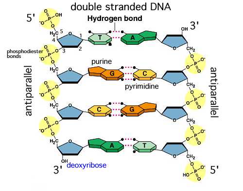 BIOLOGICAL SCIENCE: DNA AS BASIS of HEREDITARY MATERIAL