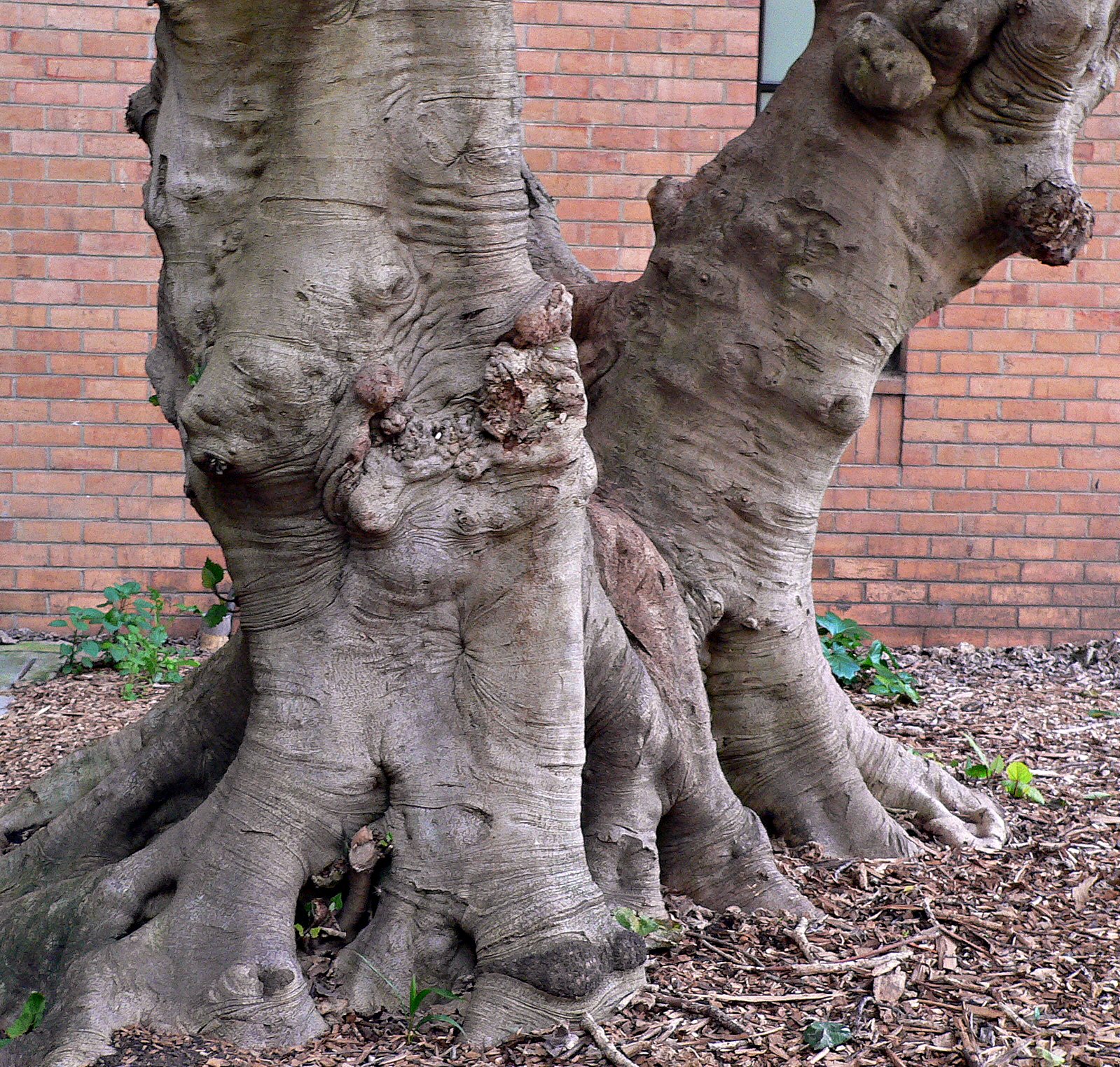 Aggregata Plants & Gardens: National Trust Trees in Fairfield