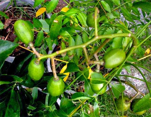 Hasta Nakshatra Tree – Which is the tree associated with Hastam birth ...