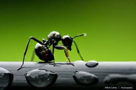 Kisah Seekor Semut dan Madu - Belajar Islam Ahlussunnah