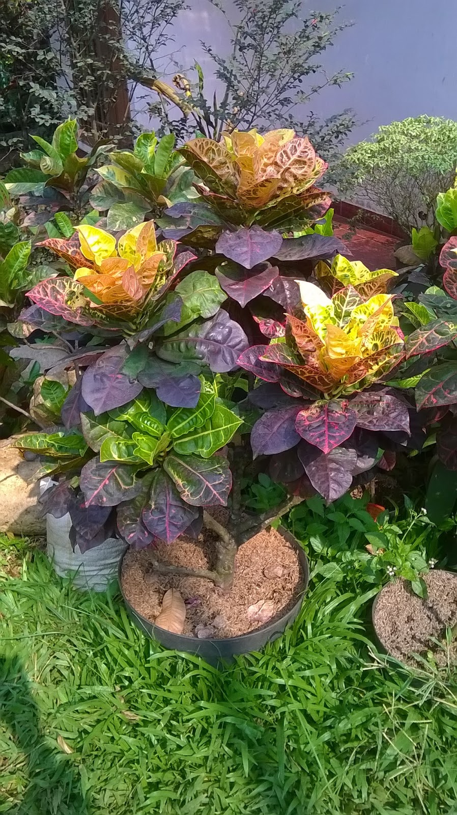 pohon puring kura | Habiban Plants