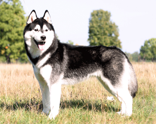 alla ricerca del Siberian Husky: Come riconoscere un Husky Puro