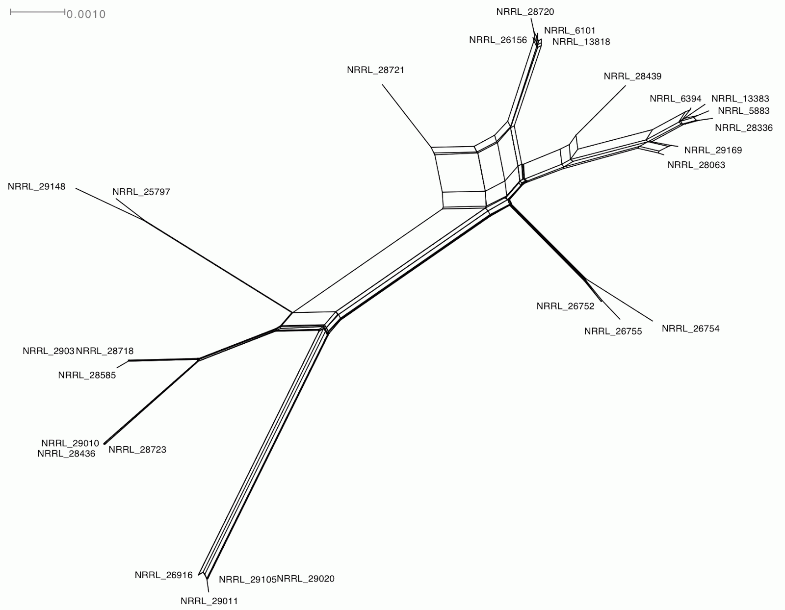 The Genealogical World of Phylogenetic Networks: Some possible ...