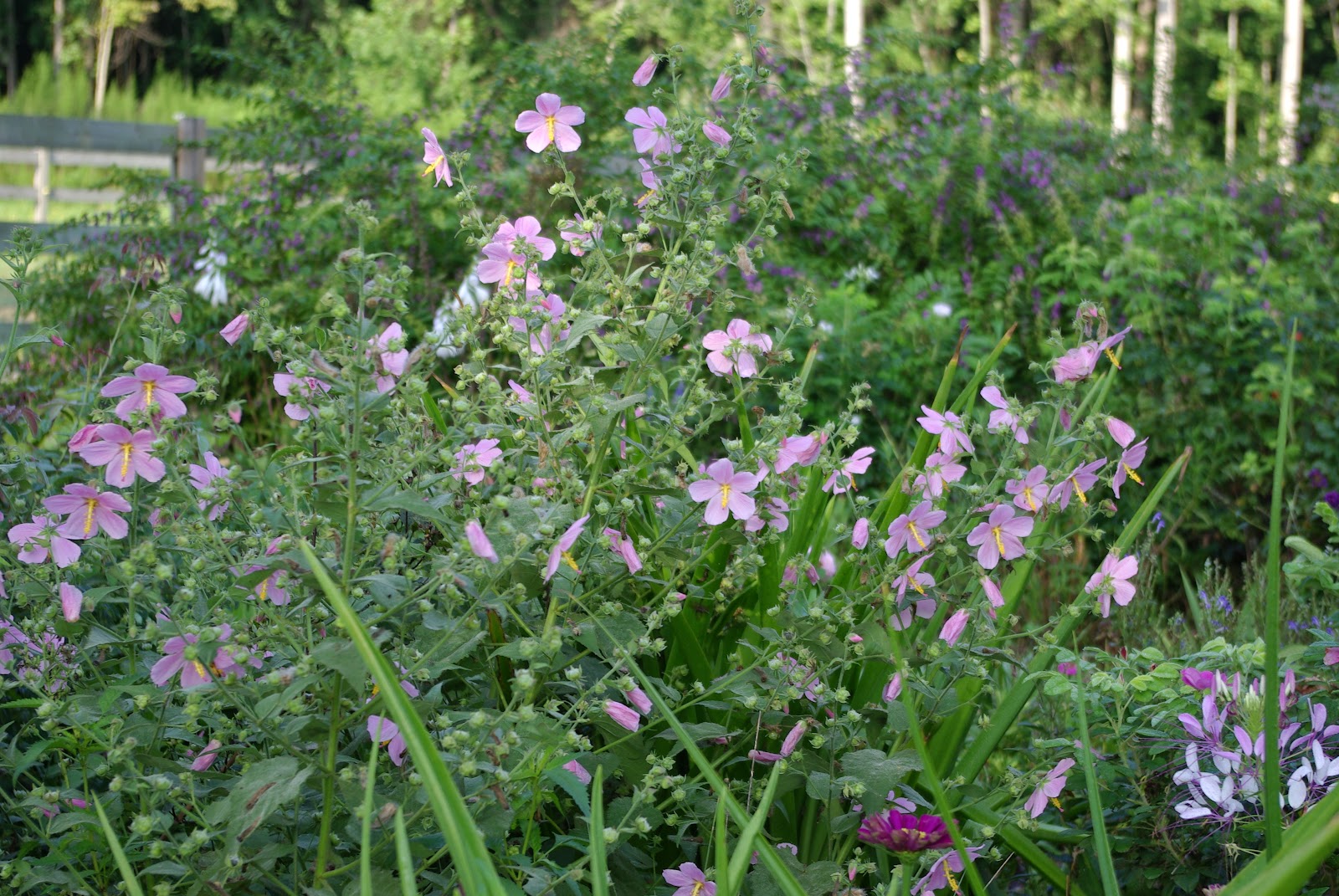sweetbay: Blooming Friday -- Seashore Mallow