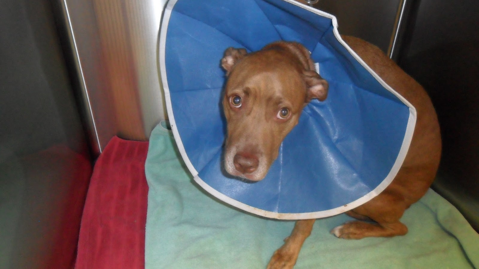 West Boca Veterinary Center: Dog Ate What Foreign Object????