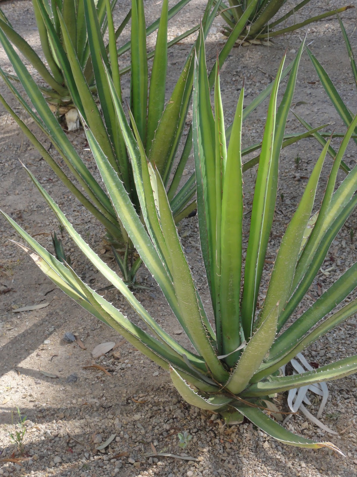GoGardenNow - The Gardening Blog: Sharp Like A Dagger - Agave lechuguilla