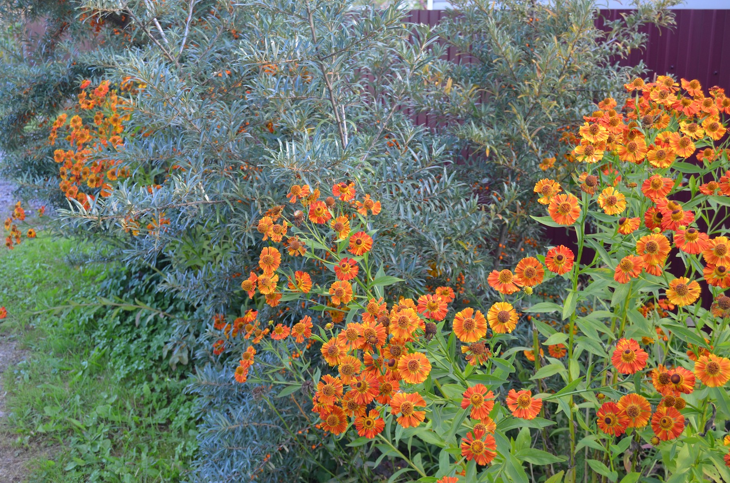 Noel's Garden Blog: Russian dacha gardens, a threatened species?