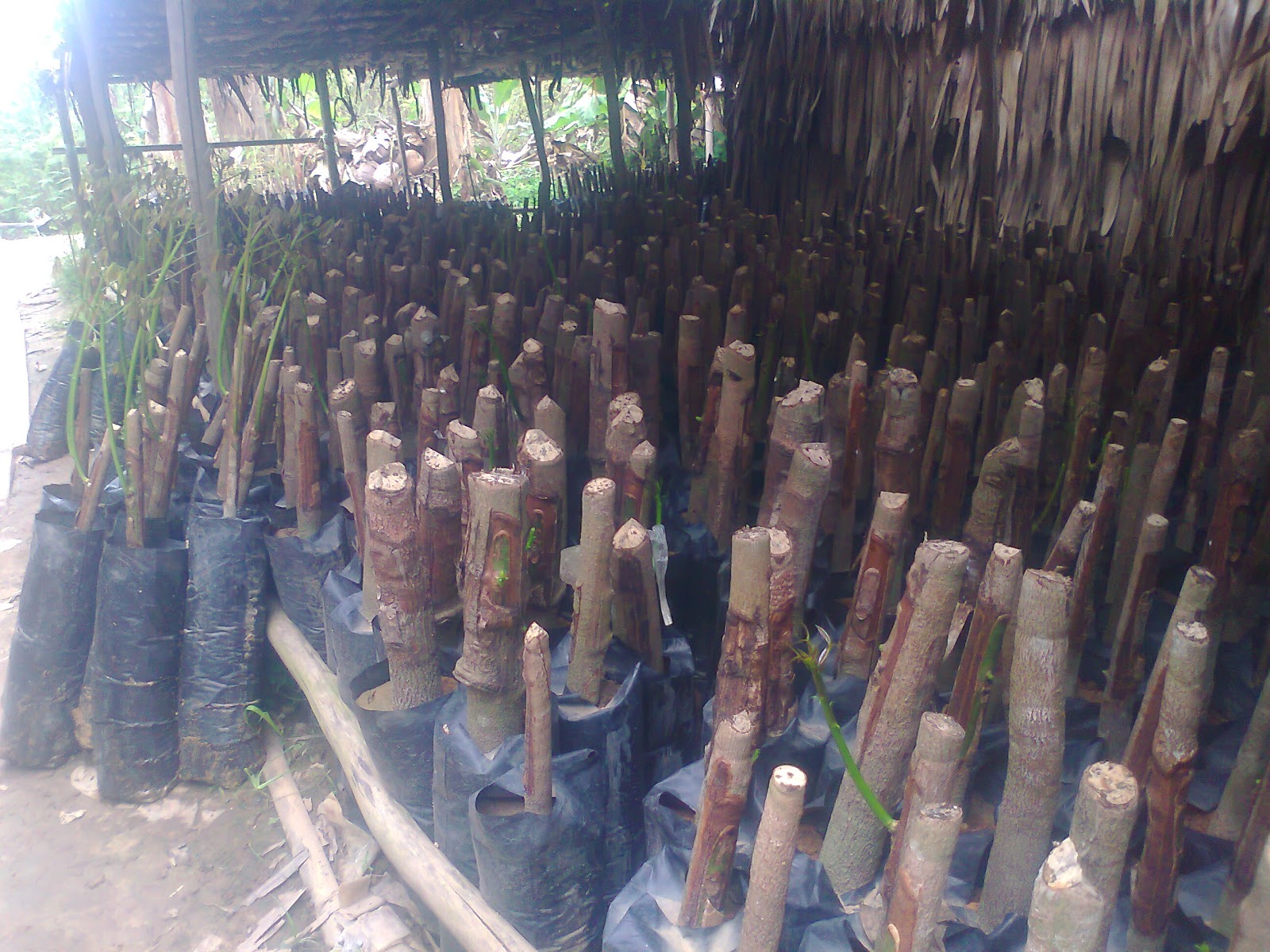 CV.ALAM LESTARI: Menjual dan Supply Bibit Karet dan Sawit.