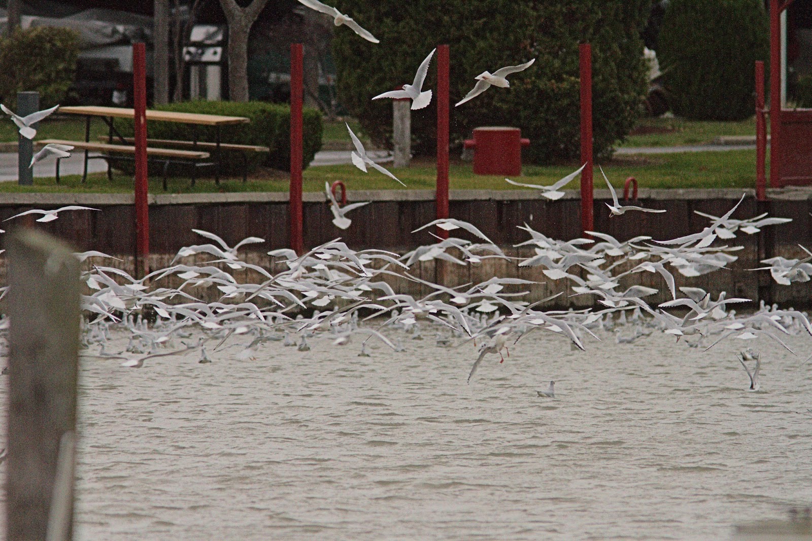 'Burg Birder: Franklin's Gull Invasion and Cave Swallows