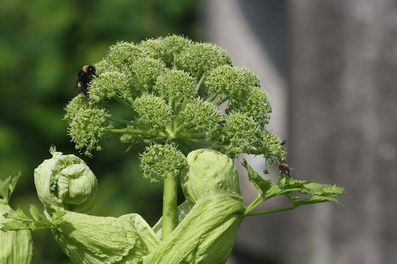 Dalgaardens Have: Kvan