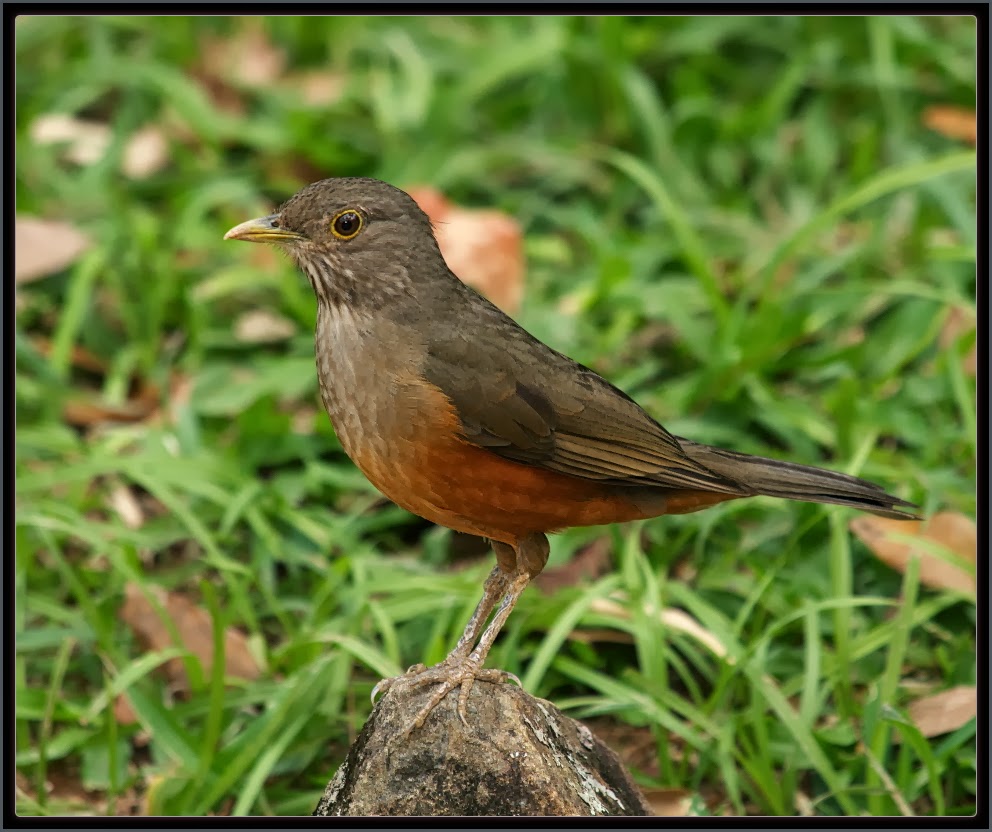 Olá! Como estás?: A sábia sabiá sabia...