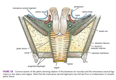 Vaginal Fornix Location Types Function And Pictures Water Related