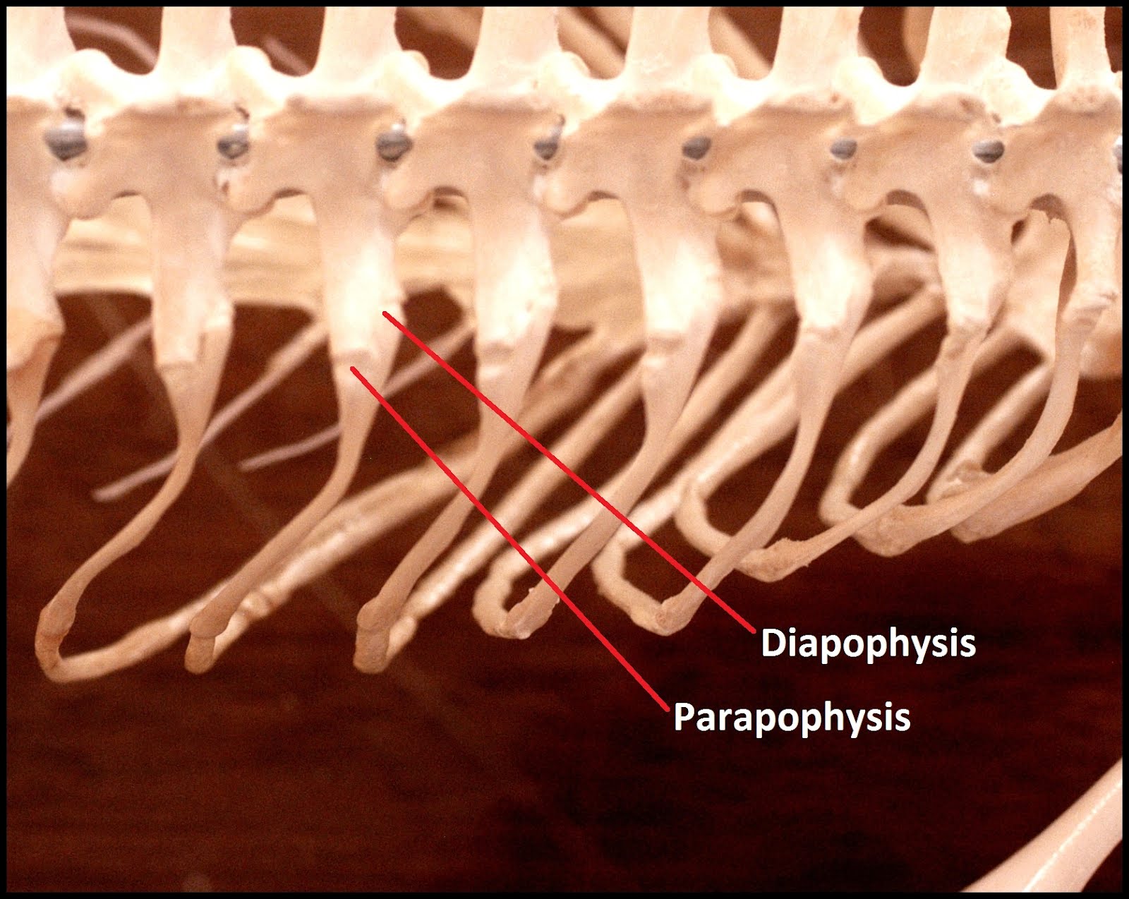 Biology of the Reptilia: Lab 3: Crocodylia (Michele and Brad)