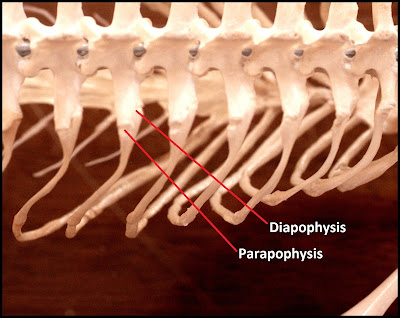 Biology of the Reptilia: Lab 3: Crocodylia (Michele and Brad)