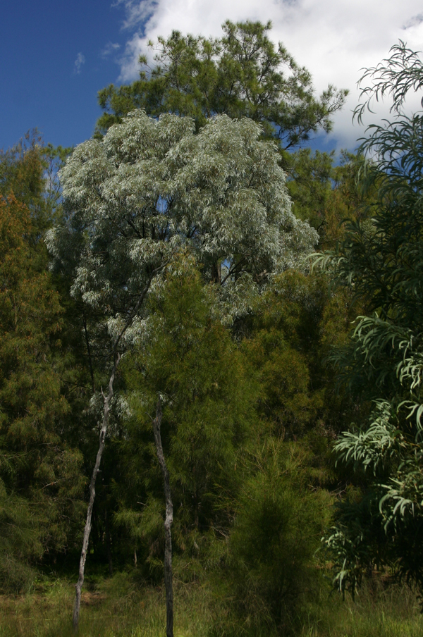 Toowoomba Plants: Brigalow