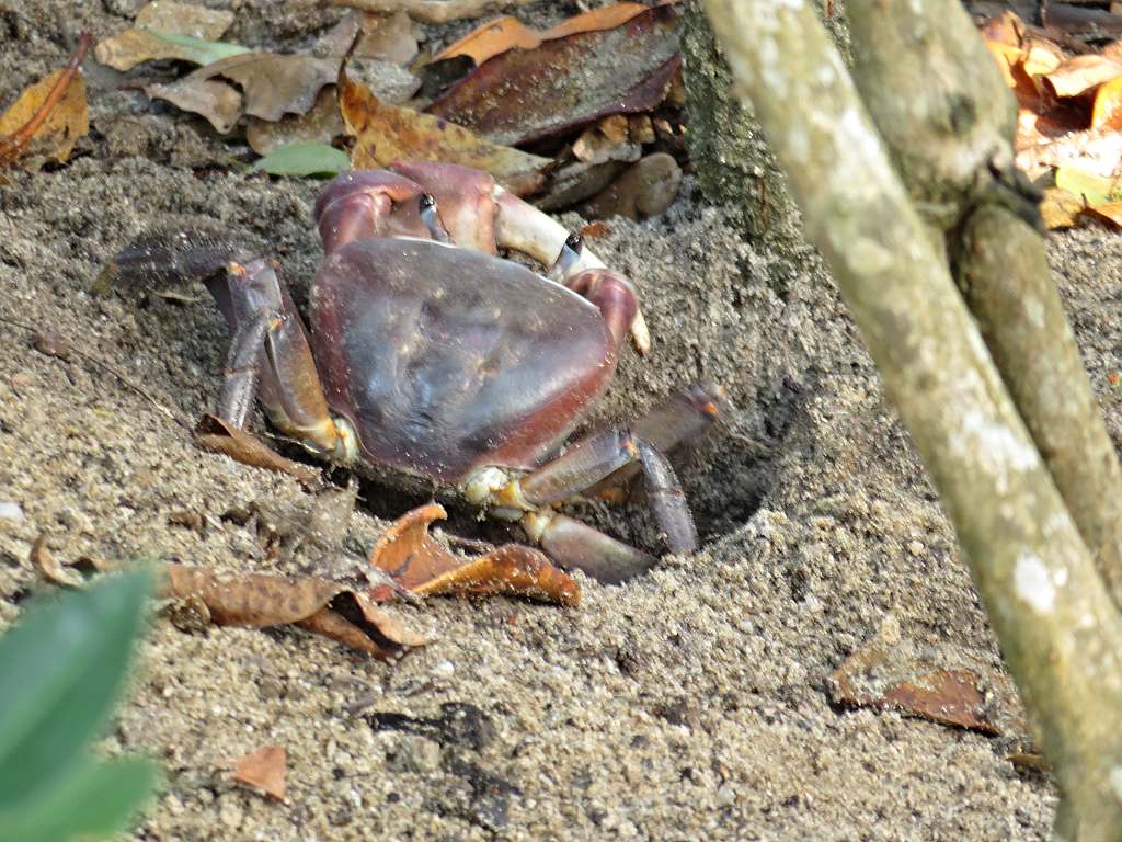 Queensland Coast: Giant Semi-terrestrial Crabs
