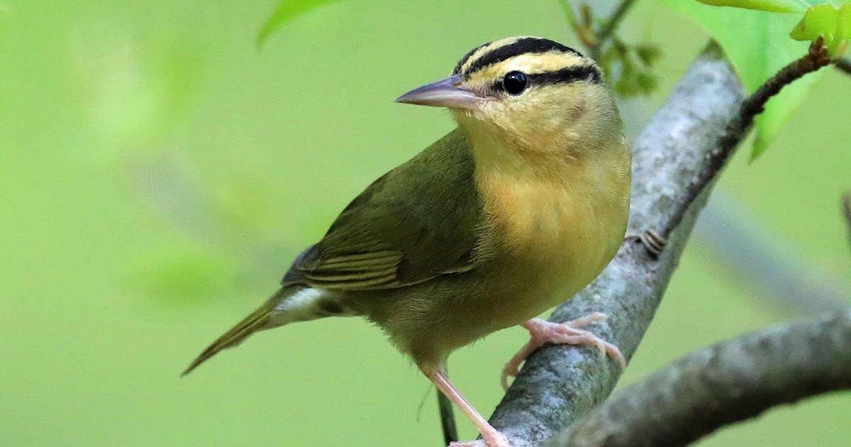 Ohio Birds and Biodiversity: Worm-eating Warbler