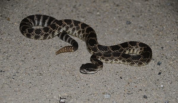 La serpiente de cascabel muerde - Animales, Naturaleza