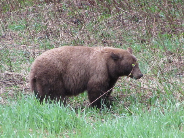 Birds, Blooms, Books, etc: Four Legged Creatures