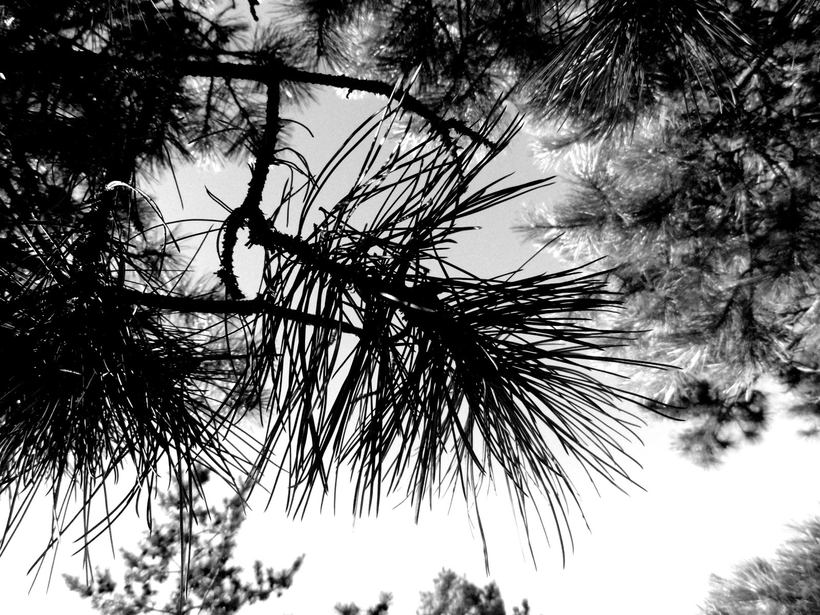 Imagini alb-negru cu plante / Black and white images with plants: Pinul ...