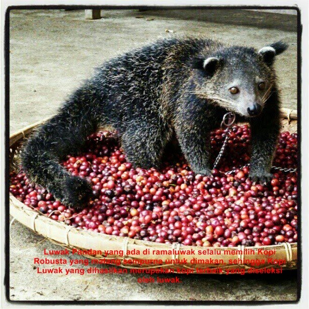 ORIGINAL LUWAK OF COFFE: KOPI LUWAK