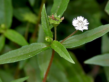 20 Khasiat Urang-Aring Untuk Kesehatan Dan Kecantikan | Khasiat