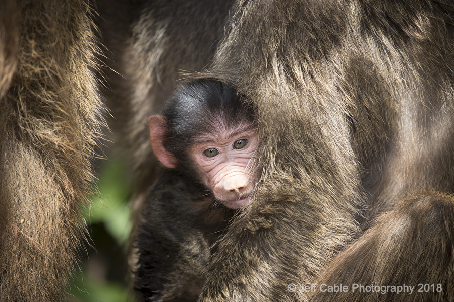 Jeff Cable's Blog: The monkeys and baboons of Tanzania, Africa