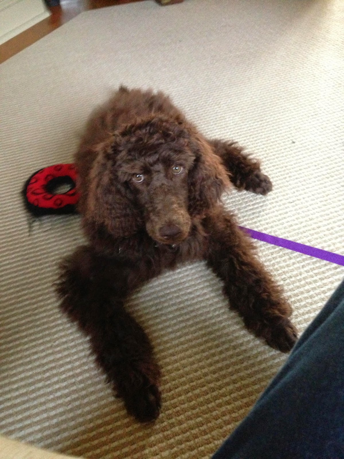 Jada's Journal: Recent Pictures of three of Lady and Mondo's Jan. 27 ...