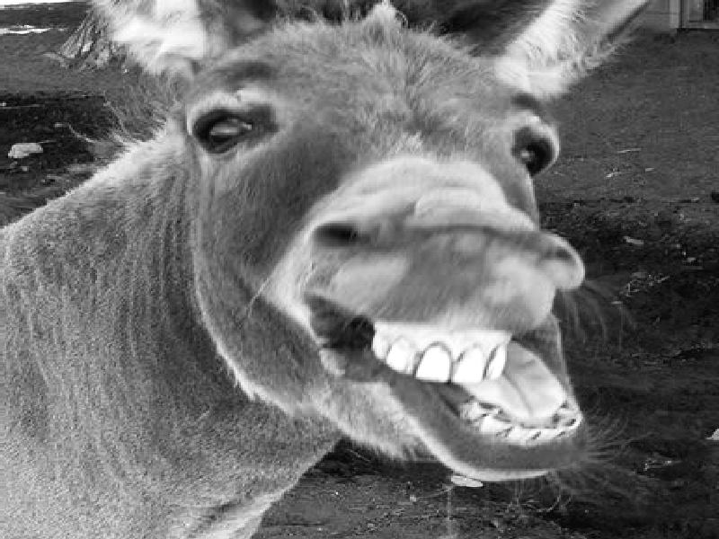 Blog do Wille Bathke Jr: O Burrão 'Rouba-Moça' de Campo Mourão