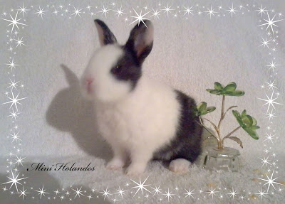 MINI COELHO HOLANDÊS & HOTOT: Compre Um Mini Holandês e Hotot