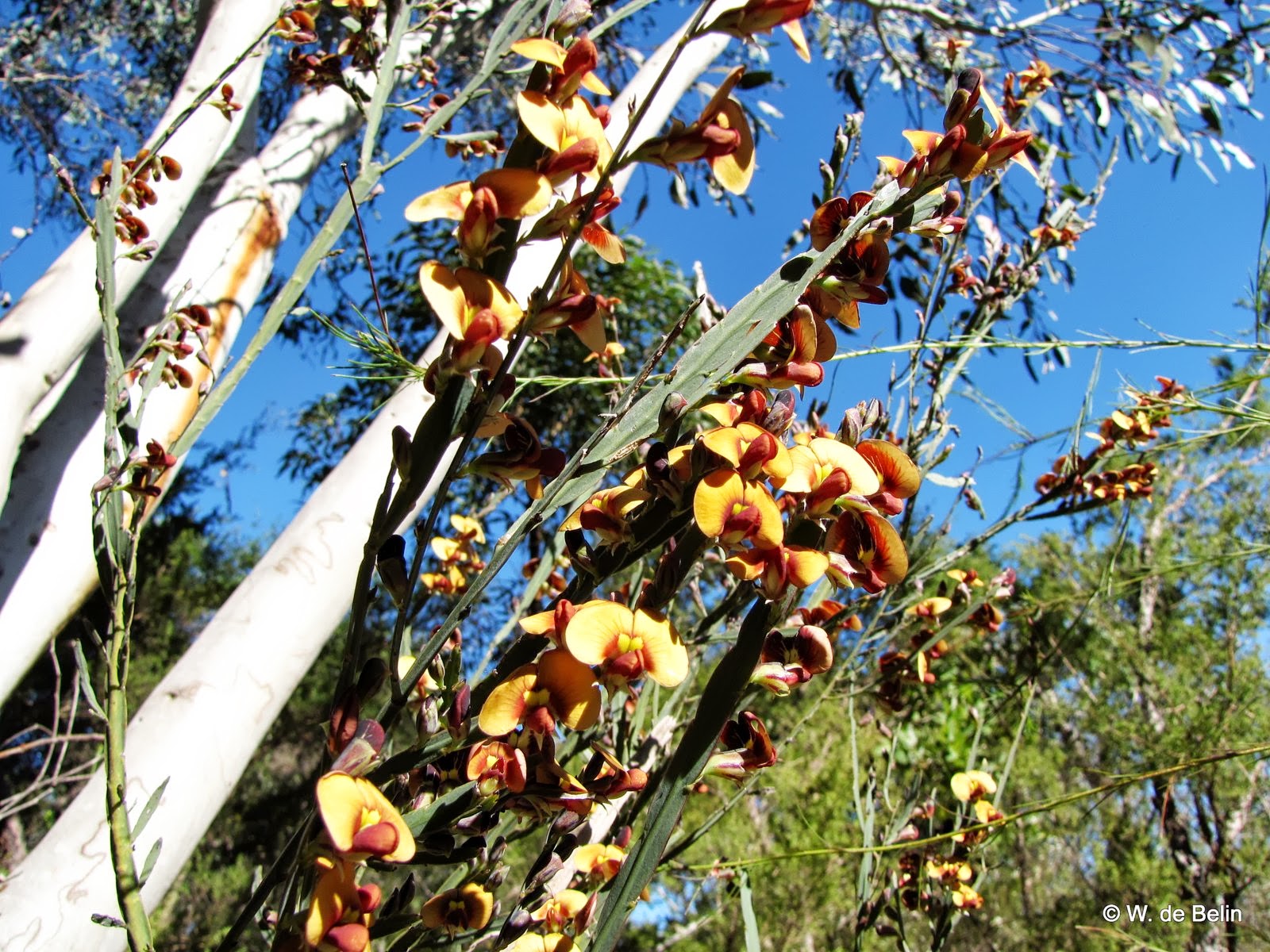 Sydney's Wildflowers and Native Plants: Bossiaea scolopendria - Broom ...