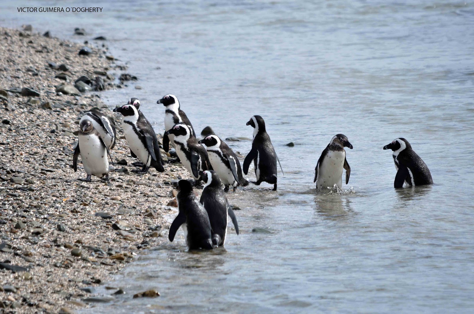 Mis imágenes de aves: Y SEGUIMOS CON EL PINGUINO DEL CABO