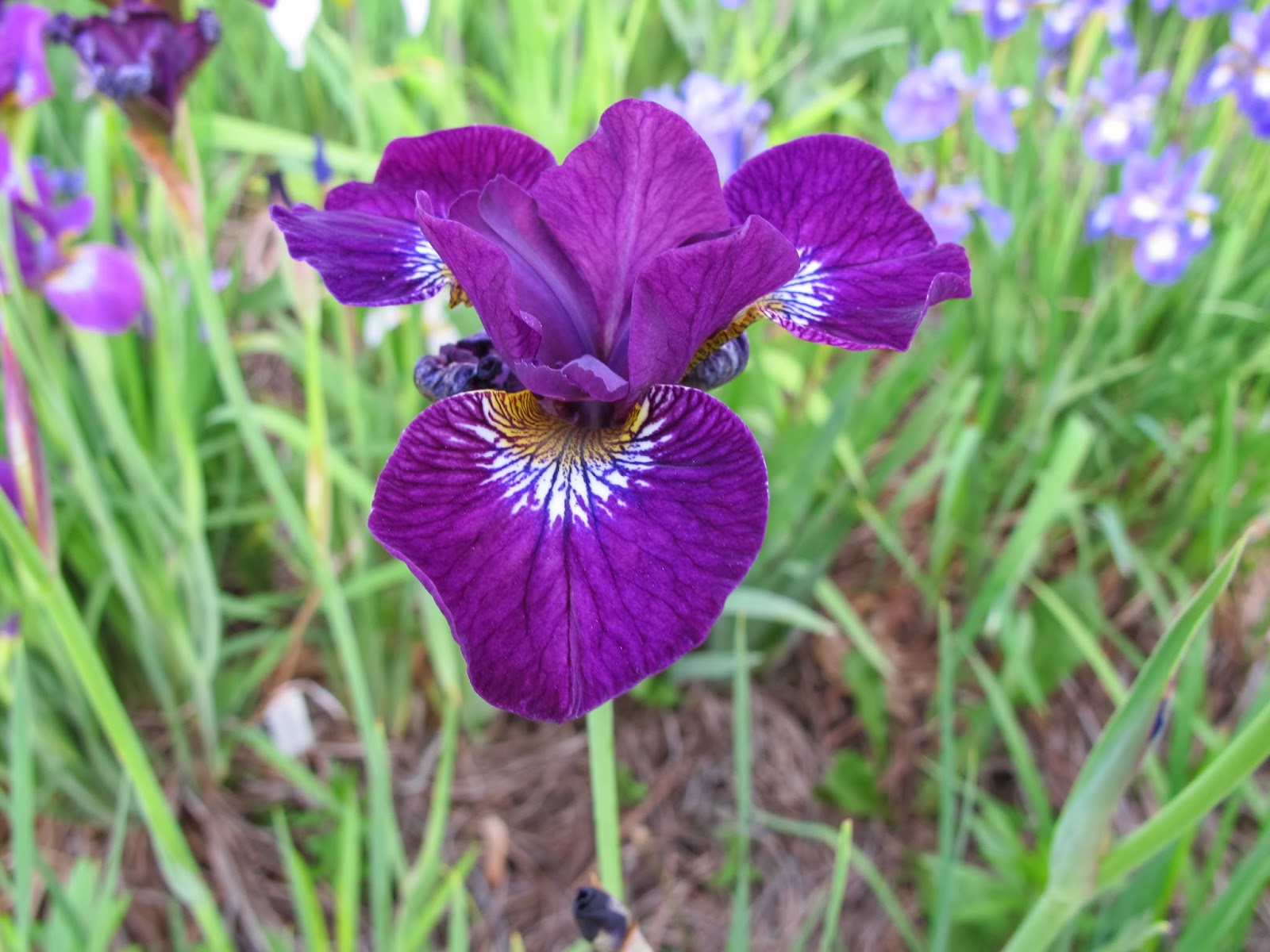 World of Irises: December 2013