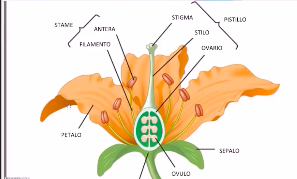 Unmondodiamici: Le ANGIOSPERME 1 parte