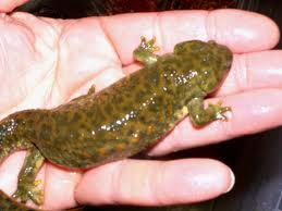 Gallipato (Pleurodeles waltl)