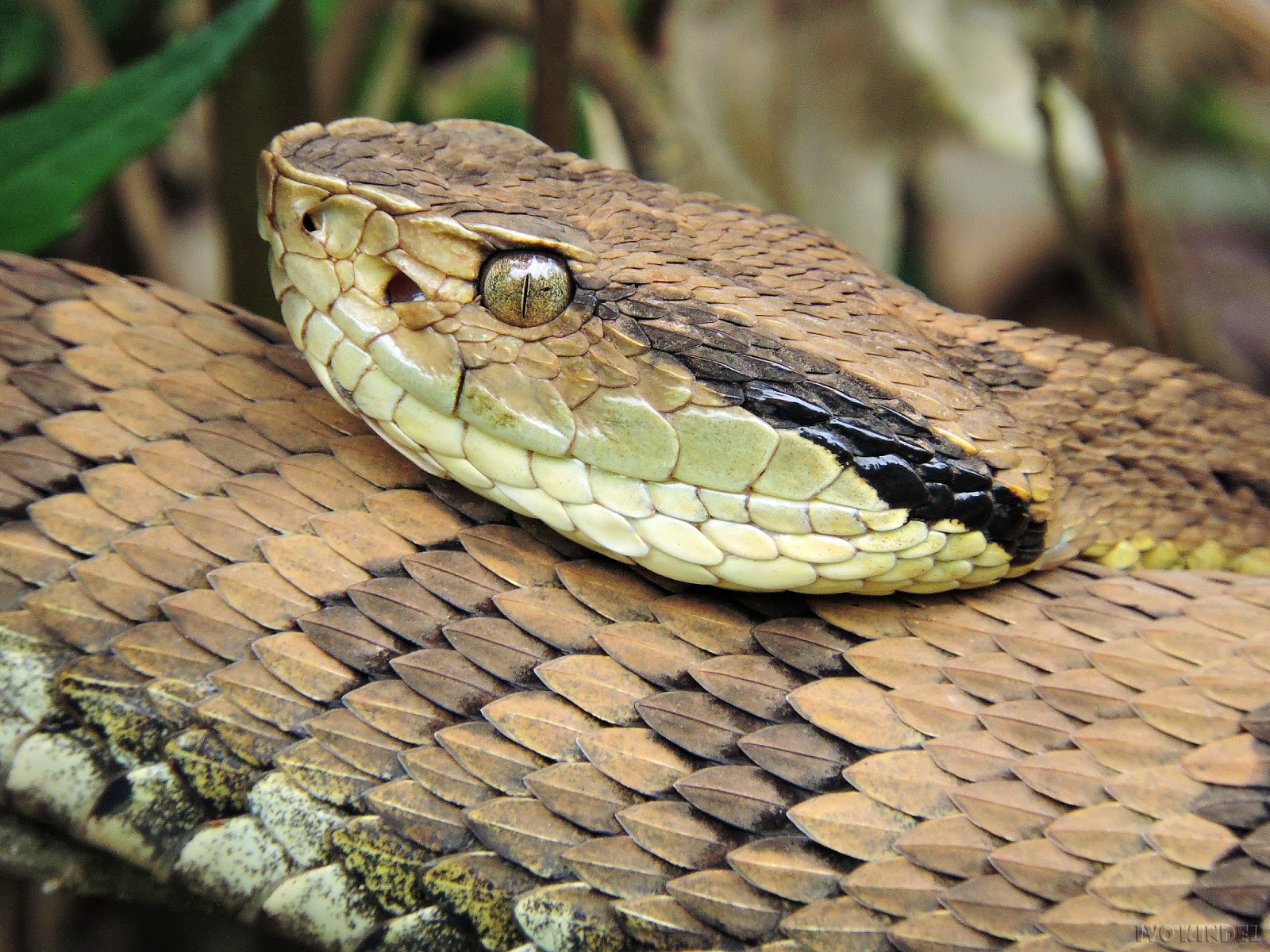 BUTZKE AGRÍCOLA E FLORESTAL - TAIÓ/SC: Jararaca - Bothrops jararaca ...