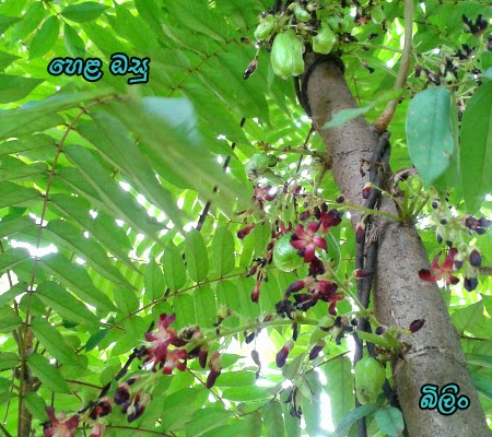 Hela osu: බිලිං (bilin)